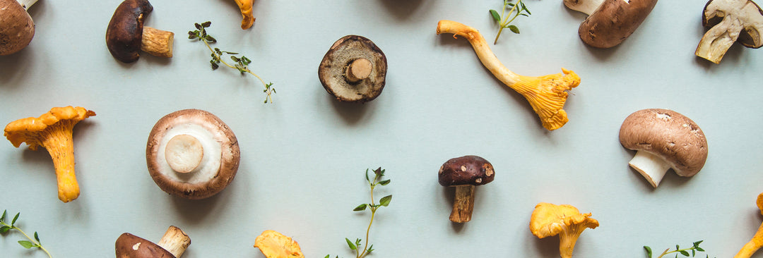 Adapting in Times of Stress -Adaptogenic Mushrooms – Jamieson Vitamins